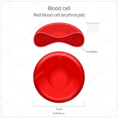 Ilustración Del Vector Eritrocitario De Glóbulos Rojos Vector De Stock Por ©alexanderpokusay