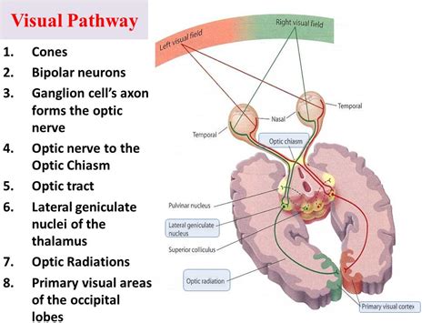 What Is The Neural Pathway For Vision Process