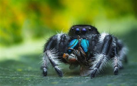 Jumping Spiders In Florida Facts Pictures And Pointers Native Pest