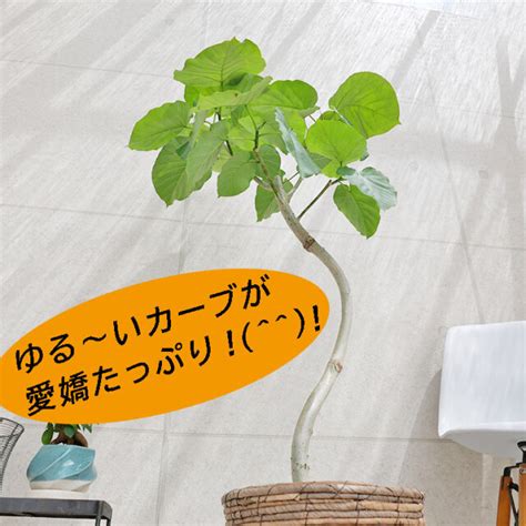 フィカス・ウンベラータ 8号鉢 観葉植物と植木鉢の専門店cocolate