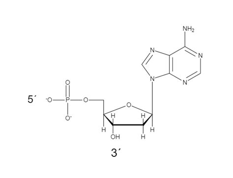 Explain On The Basis Of Nucleotide Structure Why Dna Synth Quizlet