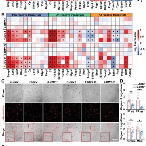 The R‐dmv Evs Induced A1 Astrocyte Reactivity A B Heatmap Of