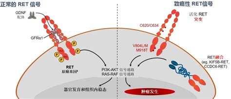 「重磅」普拉替尼（普吉华）原研药和仿制药价格对比和疗效分析