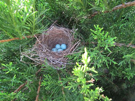 Susquehanna Headwaters Cooperstown NY Fishing Etc Sparrow Nest