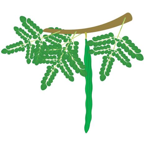 Drumsticks Vegetable Drawing Illustrations Royalty Free Vector