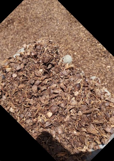 Palm Kernel Shell Palm Nut Shell At ₹ 4000 Metric Ton Palm Kernel Shell In Nellore Id