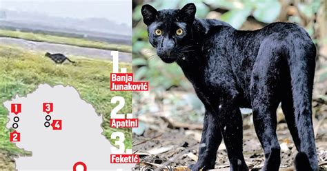 Mapa Kretanja Crnog Pantera U Vojvodini Blic