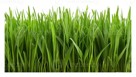 Fresh Green Grass Growing In A Sunny Meadow 54613035 Png