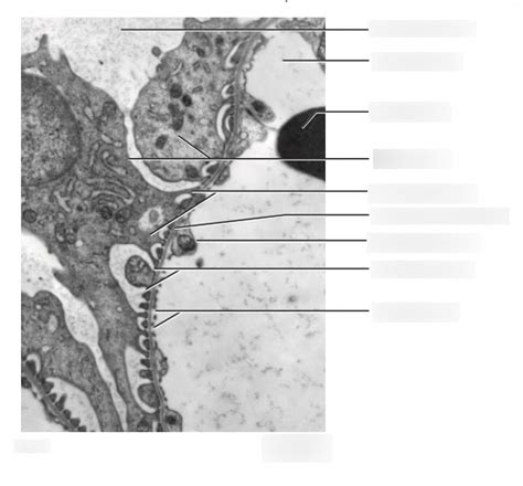 Figure 23 10c Structure Of The Glomerulus Diagram Quizlet