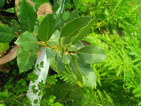 Laurus Azorica Advice From The Herb Lady