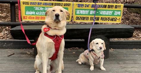 키 40㎝ 넘는 반려견은 국립공원 못 가 시범사업 실효성 논란