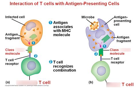 Biology I Module Of The Mcat Self Prep Ecourse Lesson Immune System Part I Diagram C Mhc