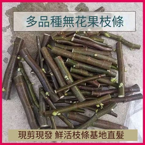 新鮮現挖新品無花果插枝苗 嫁接枝條 新品種波姬紅無花果苗四季種植 蝦皮購物