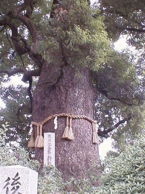 新熊野神社の大樟