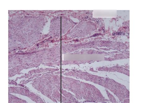 Histology Lab Exam Diagram Quizlet