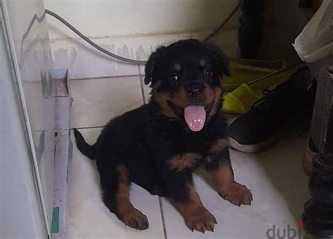 نتي روت للبيع انشاء الله المكان شبرالخمية ومتاح صور لاب وام طيور حمام 198260422