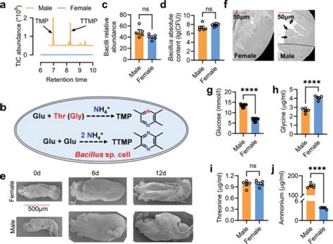 The Sexual Dimorphism In Rectum And Protein Digestion Pathway Influence
