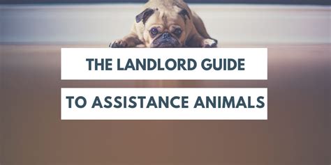 The Landlord Guide To Assistance Animals