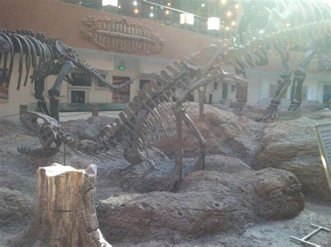 Sinraptor Skeleton By Fafnirx On Deviantart