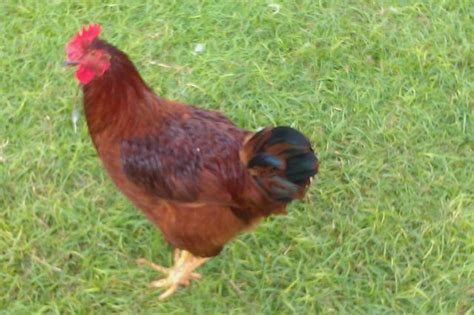 19 Week Red Sex Link Or Red Rooster Backyard Chickens