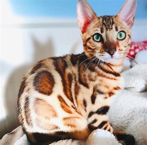 The Five Tabby Cat Patterns Artofit