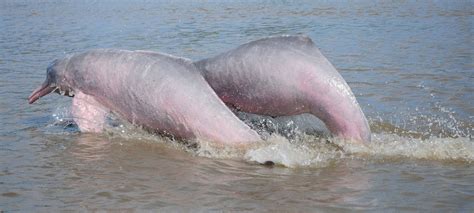Amazon River Dolphin Facts Amazon Rainforest Pink Dolphin Facts