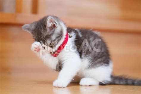 顔を洗う子猫 No 27708993｜写真素材なら「写真ac」無料（フリー）ダウンロードok