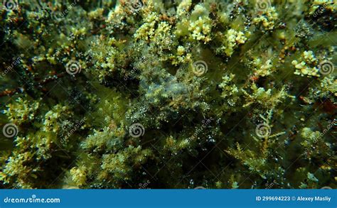 Encrusting Colonial Ascidian Form Or Tunicate Diplosoma Sponorme