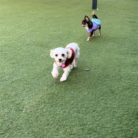 初めてのドッグラン ⭐︎ With Dogs ⭐︎