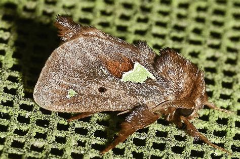 Euclea Delphinii Bugguide Net