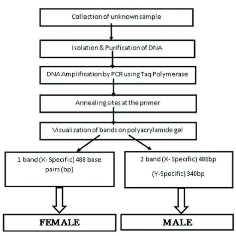Flow Process Of Polymerase Chain Reaction For Sex Determination