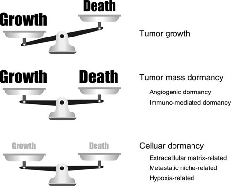 Tumor Mass Dormancy And Cellular Dormancy The Balance Between The