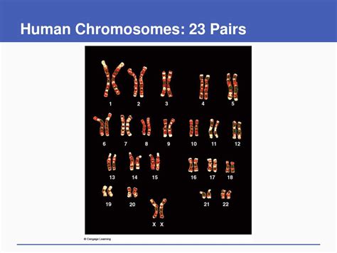Ppt How Cells Reproduce Powerpoint Presentation Free Download Id