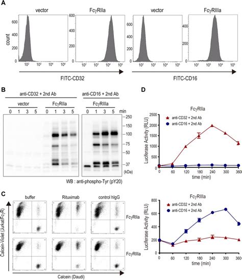 A The Cell Surface Expressions Of Fcγrs In Jurkatfcγr Cells Were