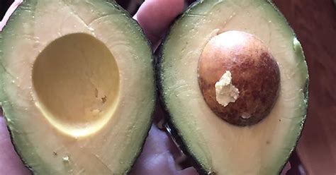 Avocado Album On Imgur