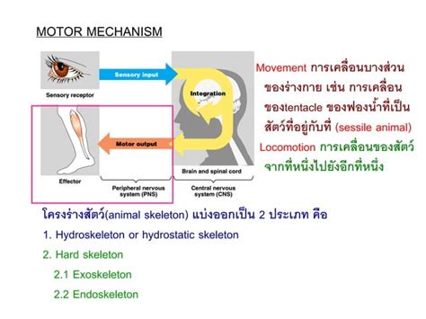 รองSensory and motor mechanismนองๆสามารถศกษาขอมลเพมเตมไดท slide ดานลางนนะครบ
