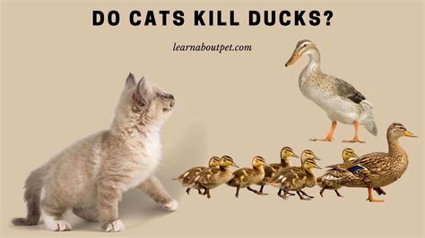Do Cats Kill Ducks 9 Interesting Facts 2025