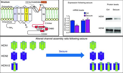 Abnormal Hyperpolarization Activated Cyclic Nucleotide Gated Ion Hcn Download Scientific