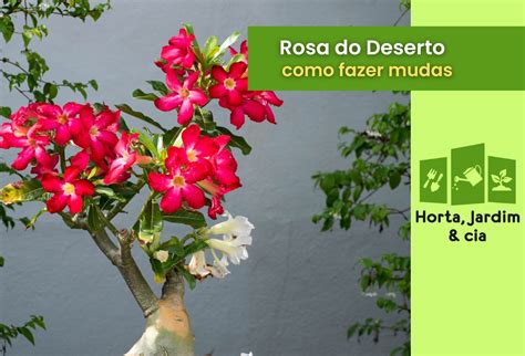 Como Fazer Mudas De Rosa Do Deserto Aprenda O Passo A Passo Ideal
