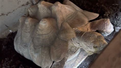 Did Lumpy Lay Eggs Youtube