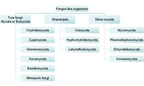 Classification Of Fungi Chart