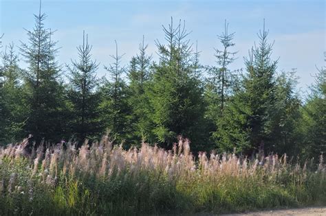 Restoration Roundtable With The Forest Based Industry The Forests