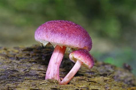 Mushrooms Nutrition Facts And Health Benefits HB Times