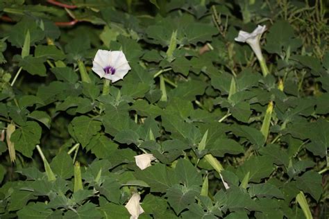 Flora De Puerto Rico Ilustrada Papo Vives Solanaceae Datura Inoxia