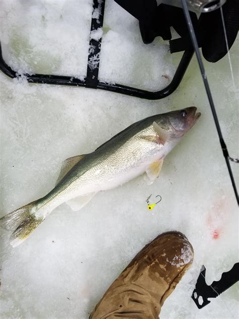 Lake Winnipeg Greenback On A Jig Fishing