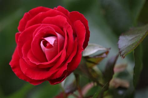 장미 빨간색 붉은 Pixabay의 무료 사진 Pixabay