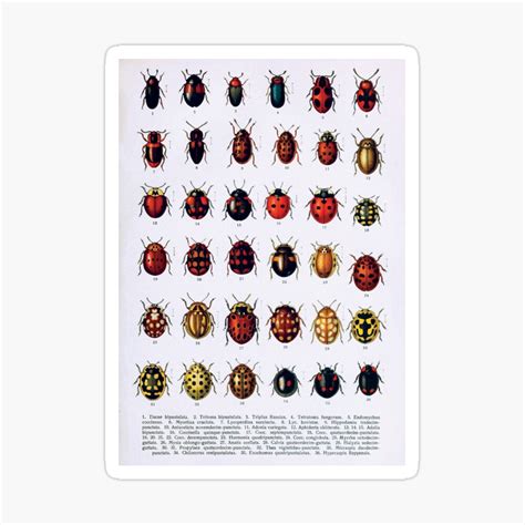 Vintage Poster Print Insects Collection Species Identification