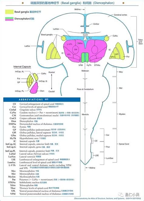 神經解剖學習筆記大腦解剖知識中 每日頭條