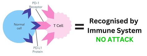 Immunotherapy Uncovered A Guide For Breast Cancer OWise UK