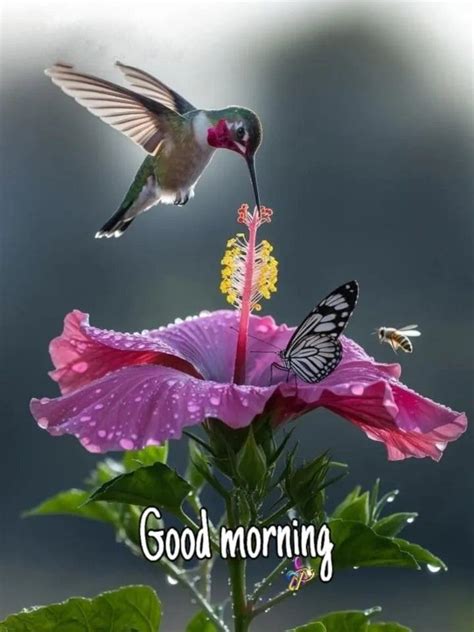 Pin By Rohith Rajan On Good Mornning Images In 2025 Good Morning